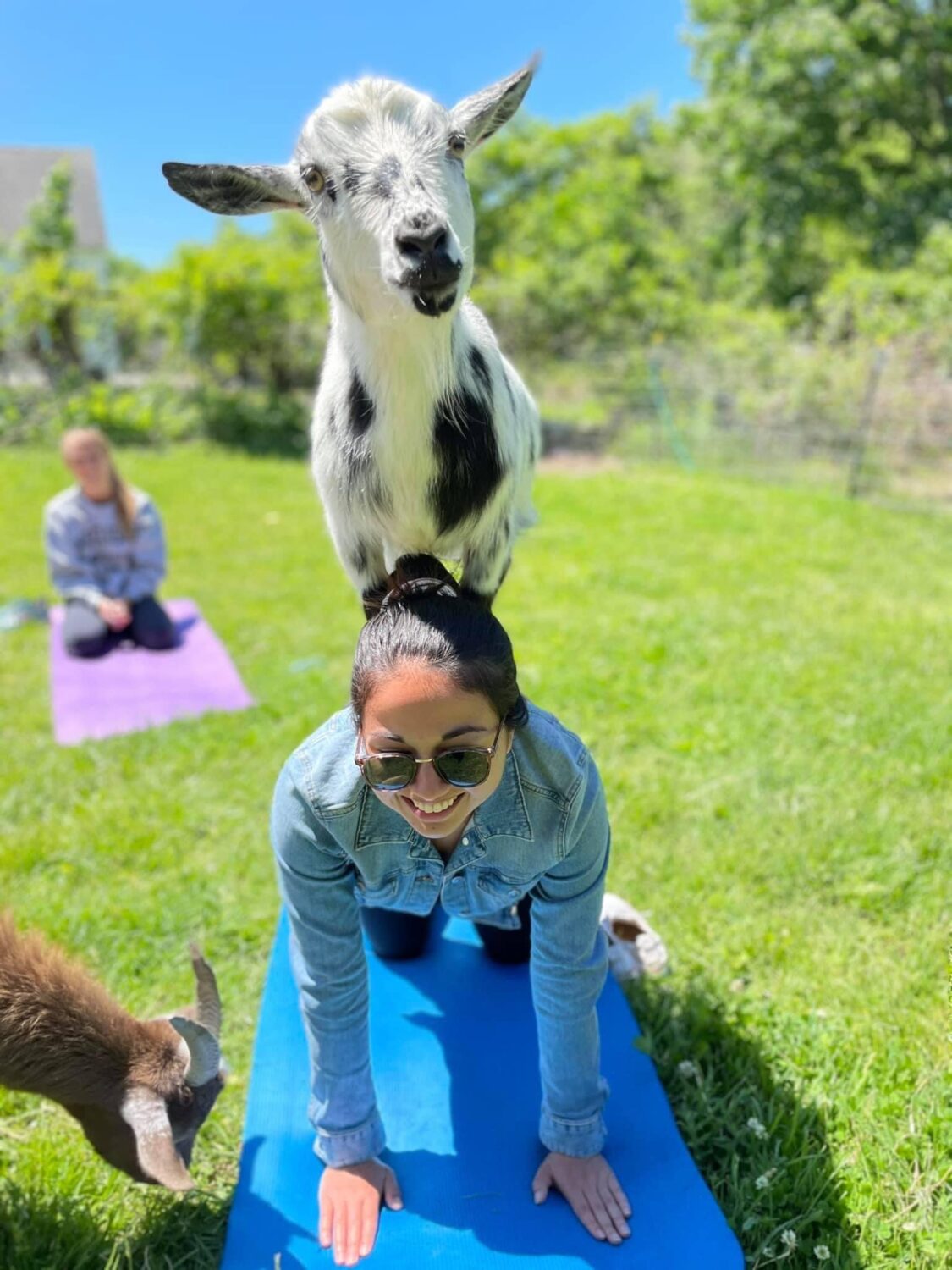 The Goat Yoga – Michigan Goat Yoga – Baah-Maste